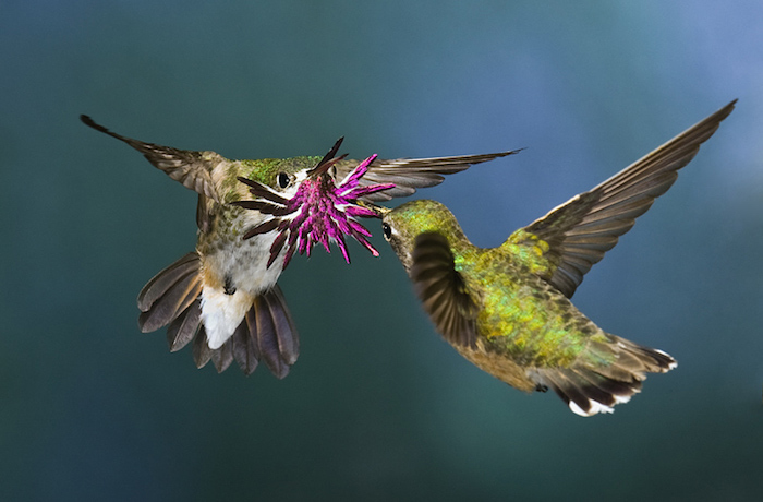 Anna’s, Rufous and Calliope: Hummingbirds of the West - Shasta Birding ...