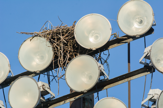 Osprey Nesting Platform Install - Shasta Birding Society
