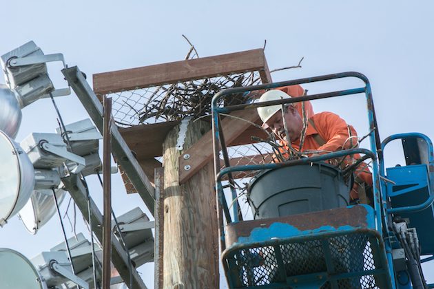 Osprey Nesting Platform Install - Shasta Birding Society