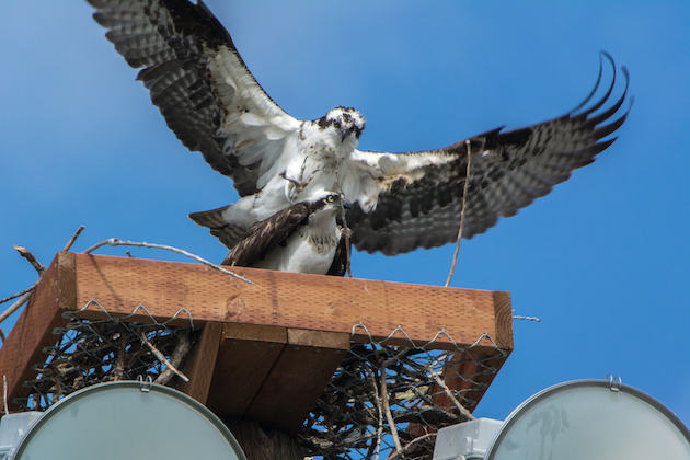Osprey Nesting Platform Install - Shasta Birding Society