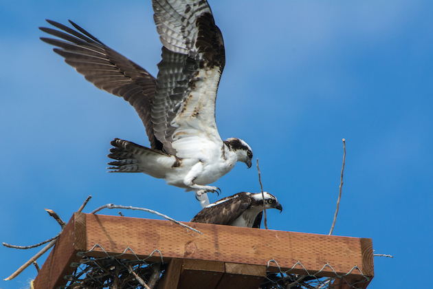 Osprey Nesting Platform Install - Shasta Birding Society