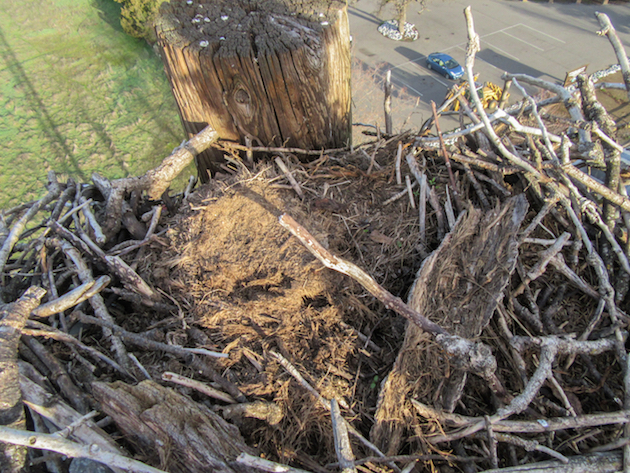 Osprey Nesting Platform Install - Shasta Birding Society