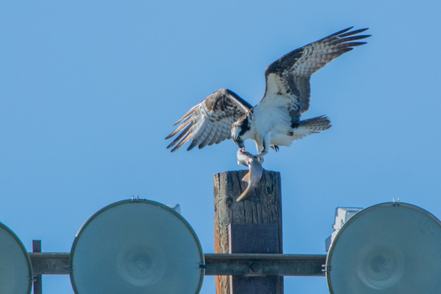 Osprey Nesting Platform Install - Shasta Birding Society