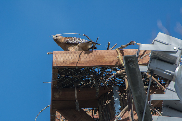 Osprey Nesting Platform Install - Shasta Birding Society