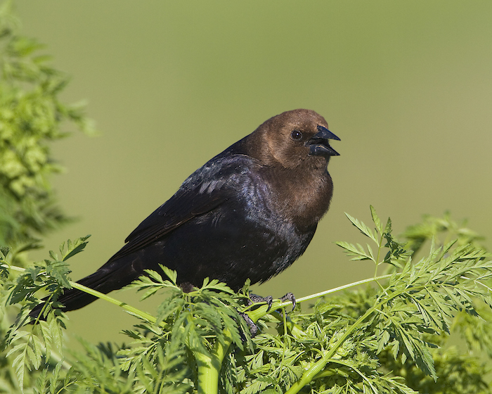 Cowbirds Pose a Challenge - Shasta Birding Society