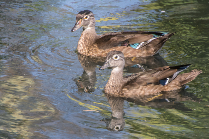 Eclipse of the Ducks - Shasta Birding Society