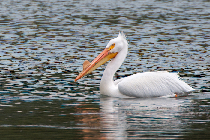 Floating Dinosaur Birds - Shasta Birding Society