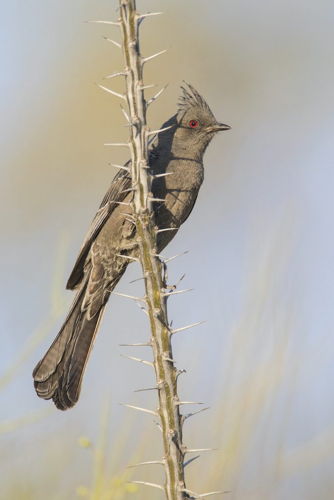 Bird With A Shiny Robe - Shasta Birding Society