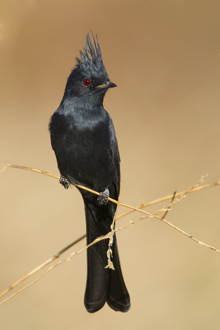 Bird With A Shiny Robe - Shasta Birding Society
