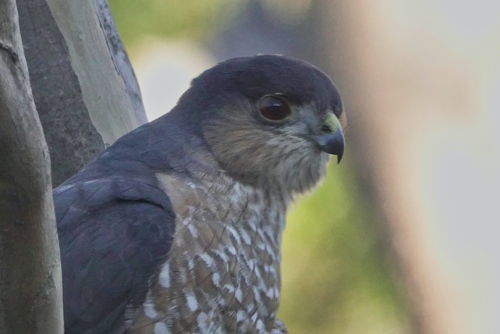 Small Hawks Arriving for Winter - Shasta Birding Society