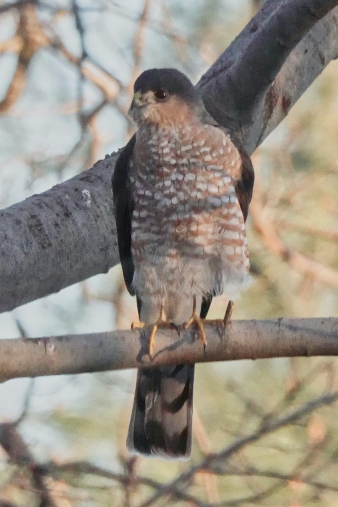 Small Hawks Arriving for Winter - Shasta Birding Society