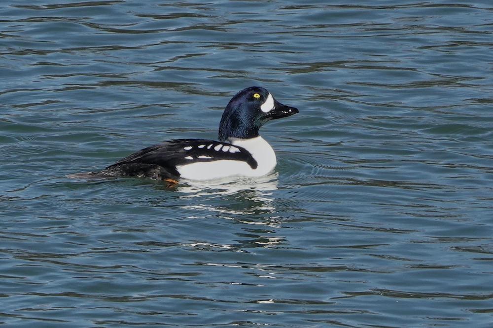 Turtle Bay - Shasta Birding Society