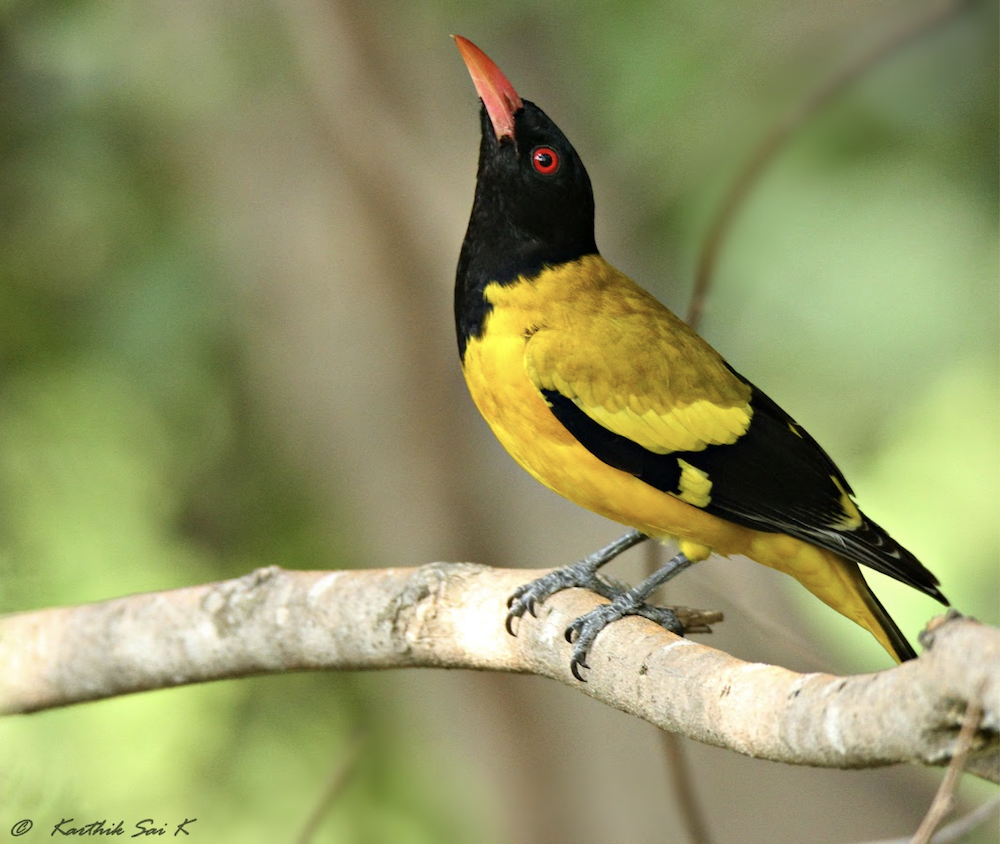 The Incredible Birds of India with “Bird Man,” Mr. Sai - Shasta Birding ...