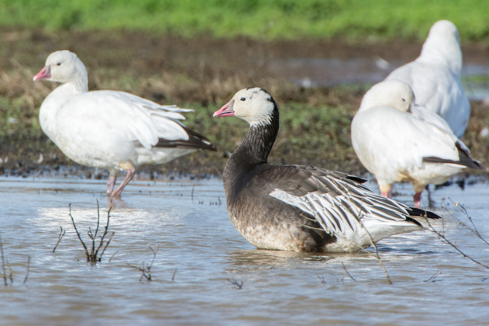 Waterfowl Identification - Shasta Birding Society