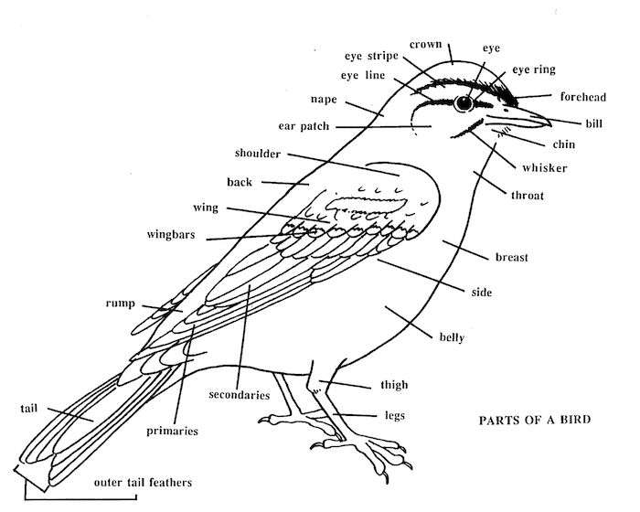 Education - Shasta Birding Society