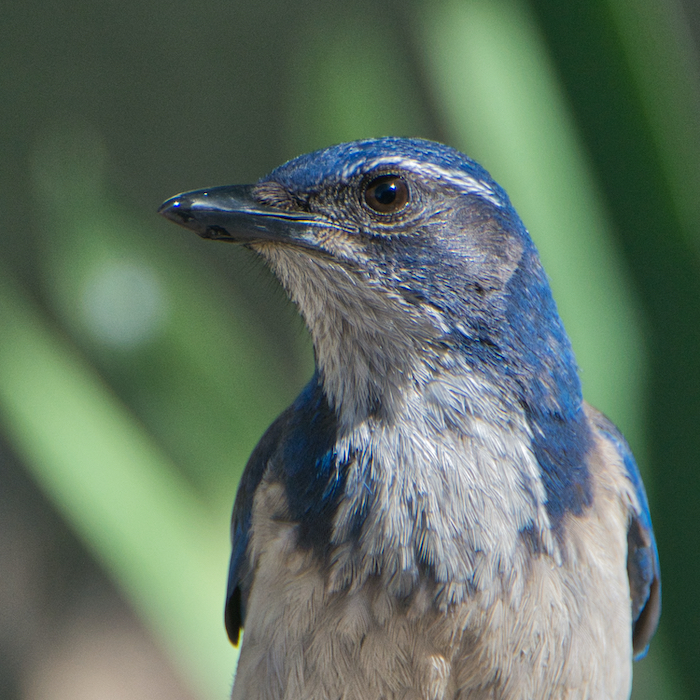Scrub-Jay: The Elegant Bully - Shasta Birding Society