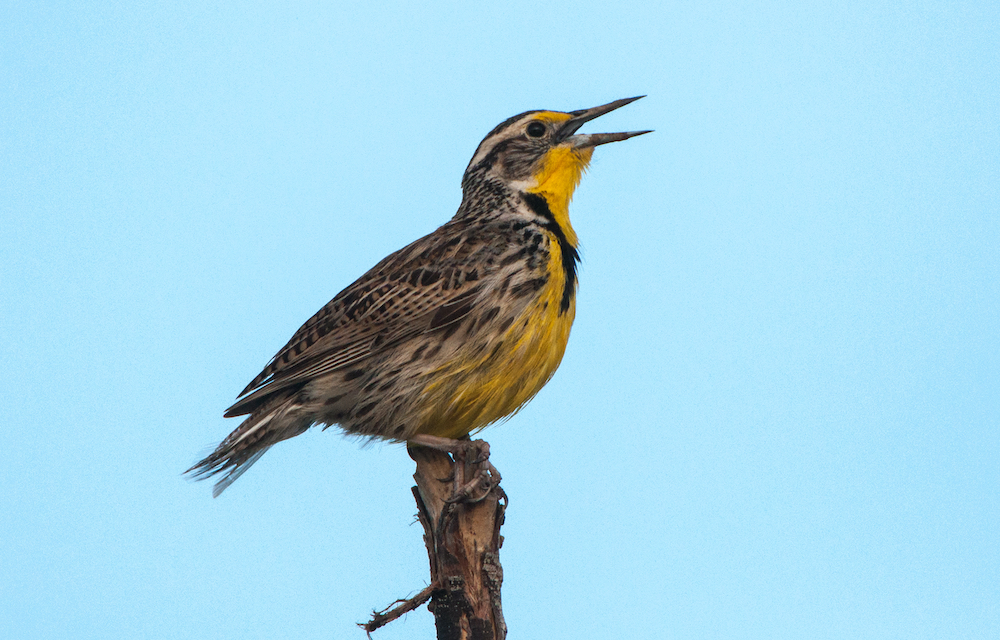 Audubon Conservation Ranching Program - Shasta Birding Society